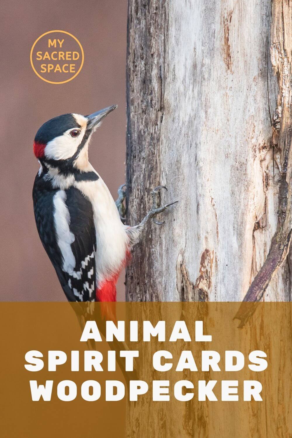 What Does a Woodpecker Spirit Animal Mean and Symbolize? - My Sacred ...