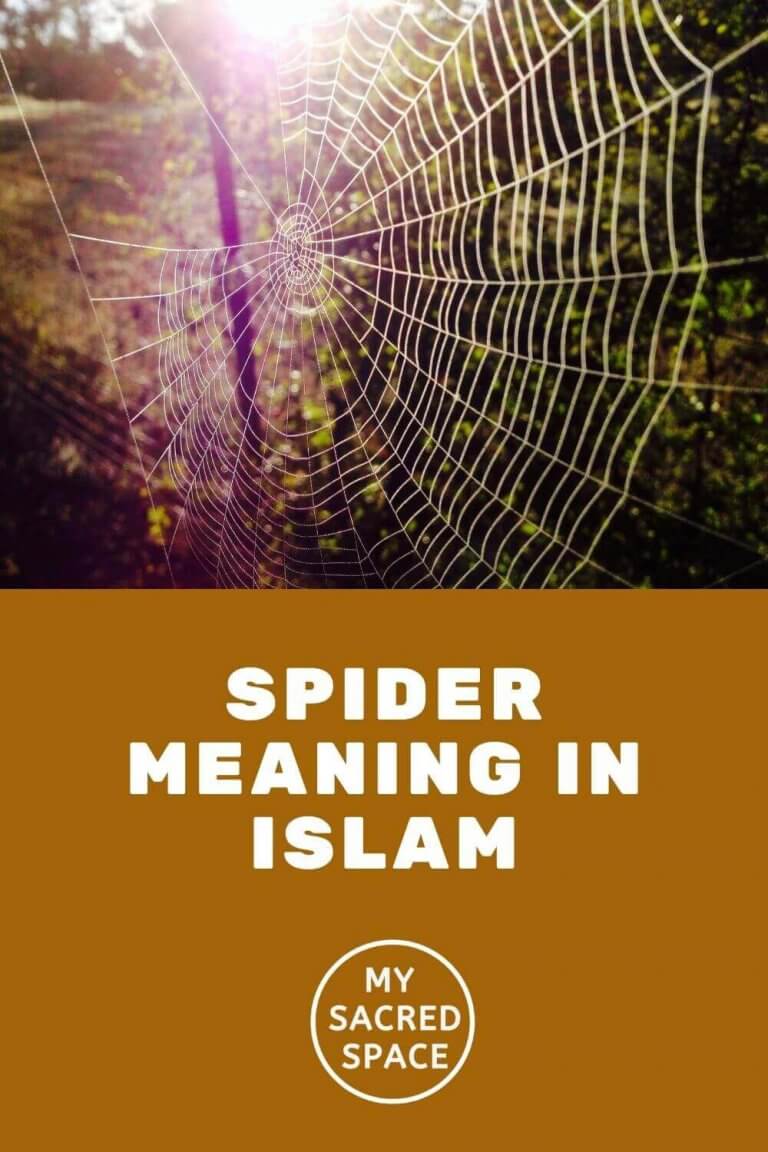 What Does a Spider Spirit Animal Mean and Symbolise?