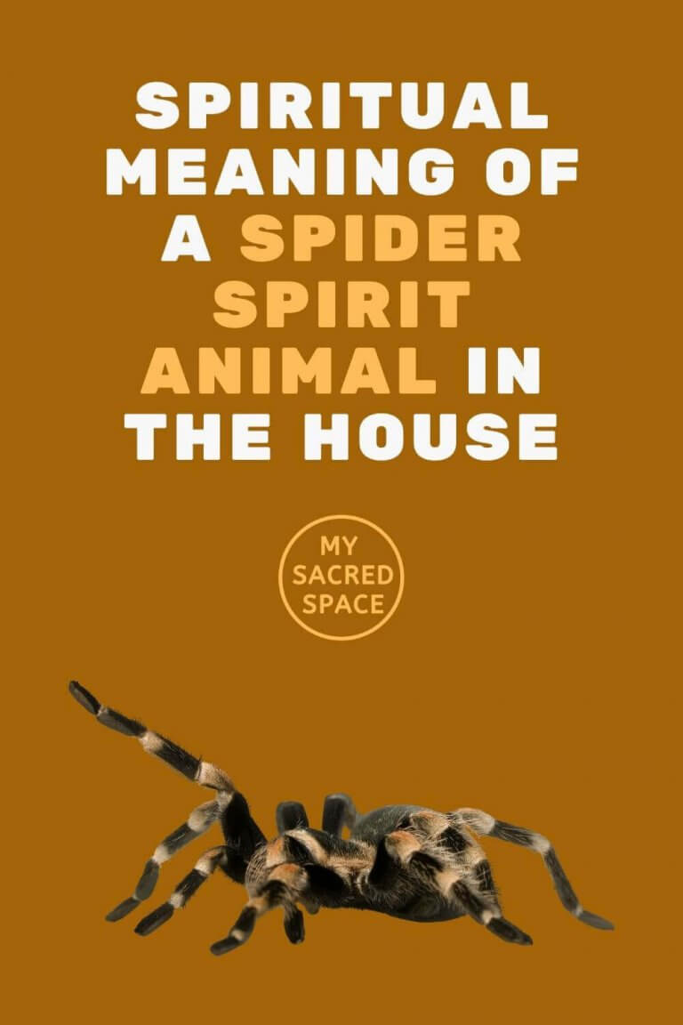 What Does a Spider Spirit Animal Mean and Symbolise?