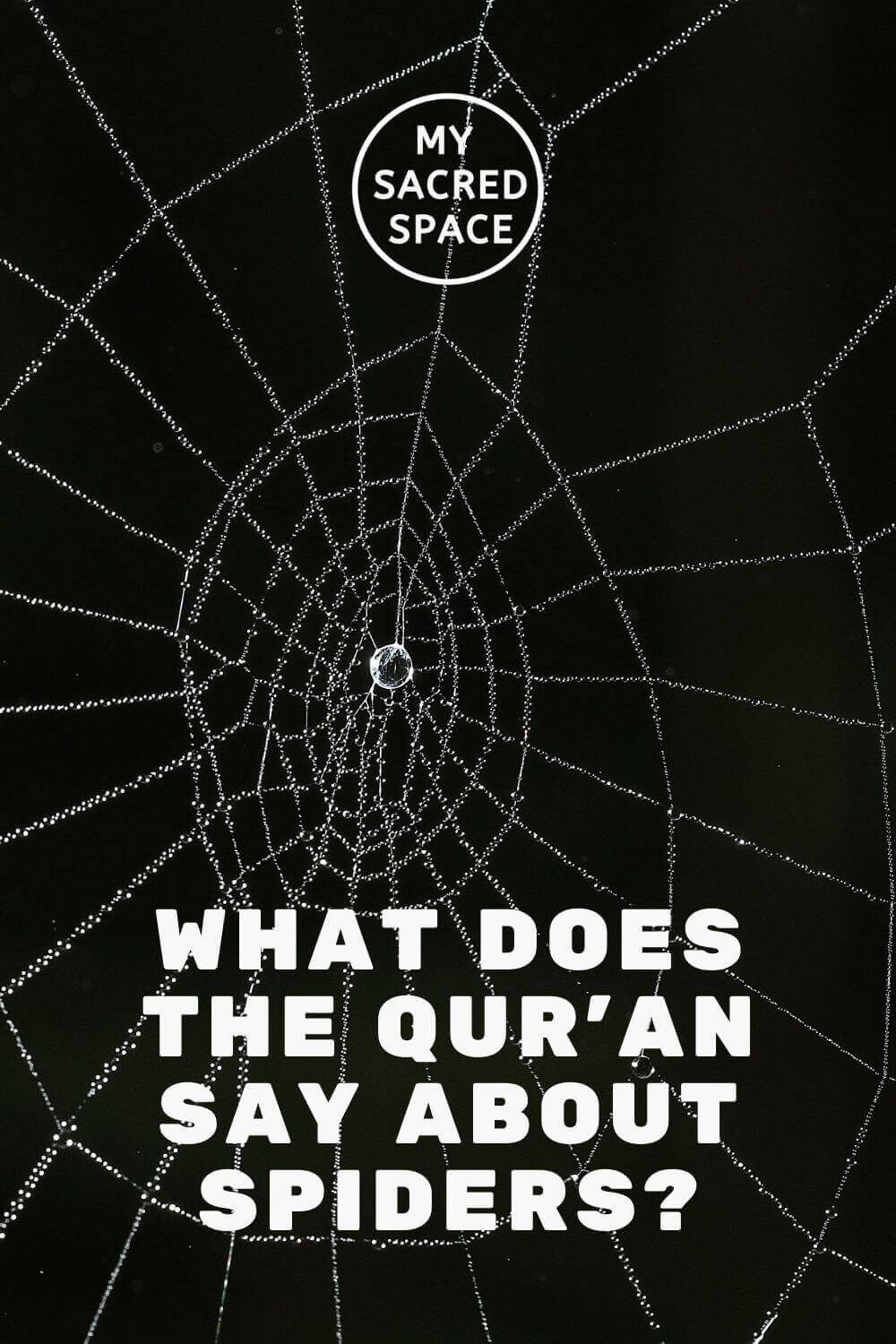 What Does a Spider Spirit Animal Mean and Symbolise?