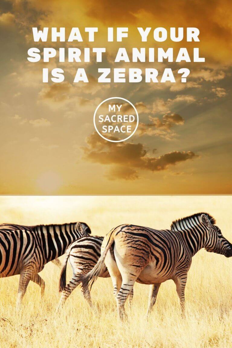 What Does a Zebra Spirit Animal Mean and Symbolize?