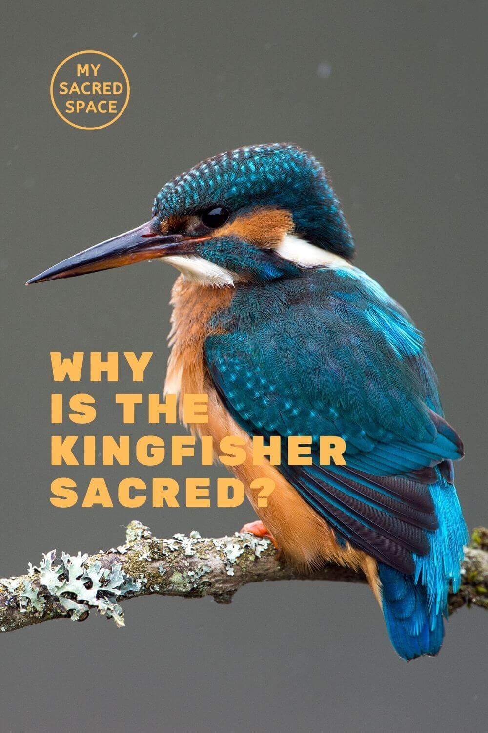 What Does a Kingfisher and Kookaburra Spirit Animals Mean and Symbolize?
